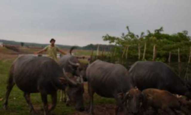 Pesona Kerbau Rawa Pampangan menjadi objek wisata serta Kuliner ...